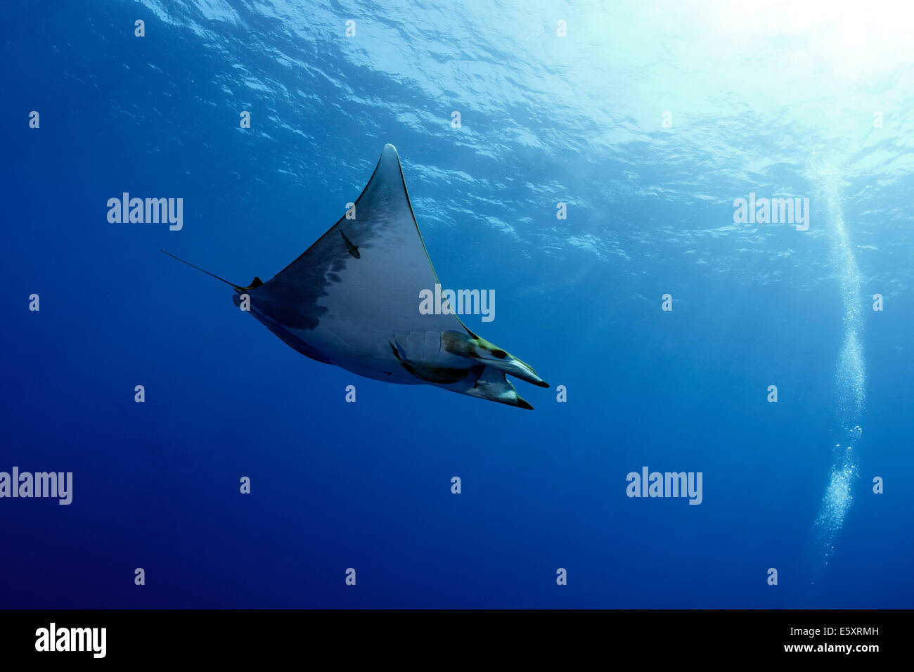 Box ray hi-res stock photography and images - Alamy