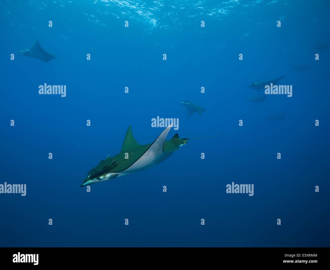 Santa maria the azores devil rays hi-res stock photography and images ...