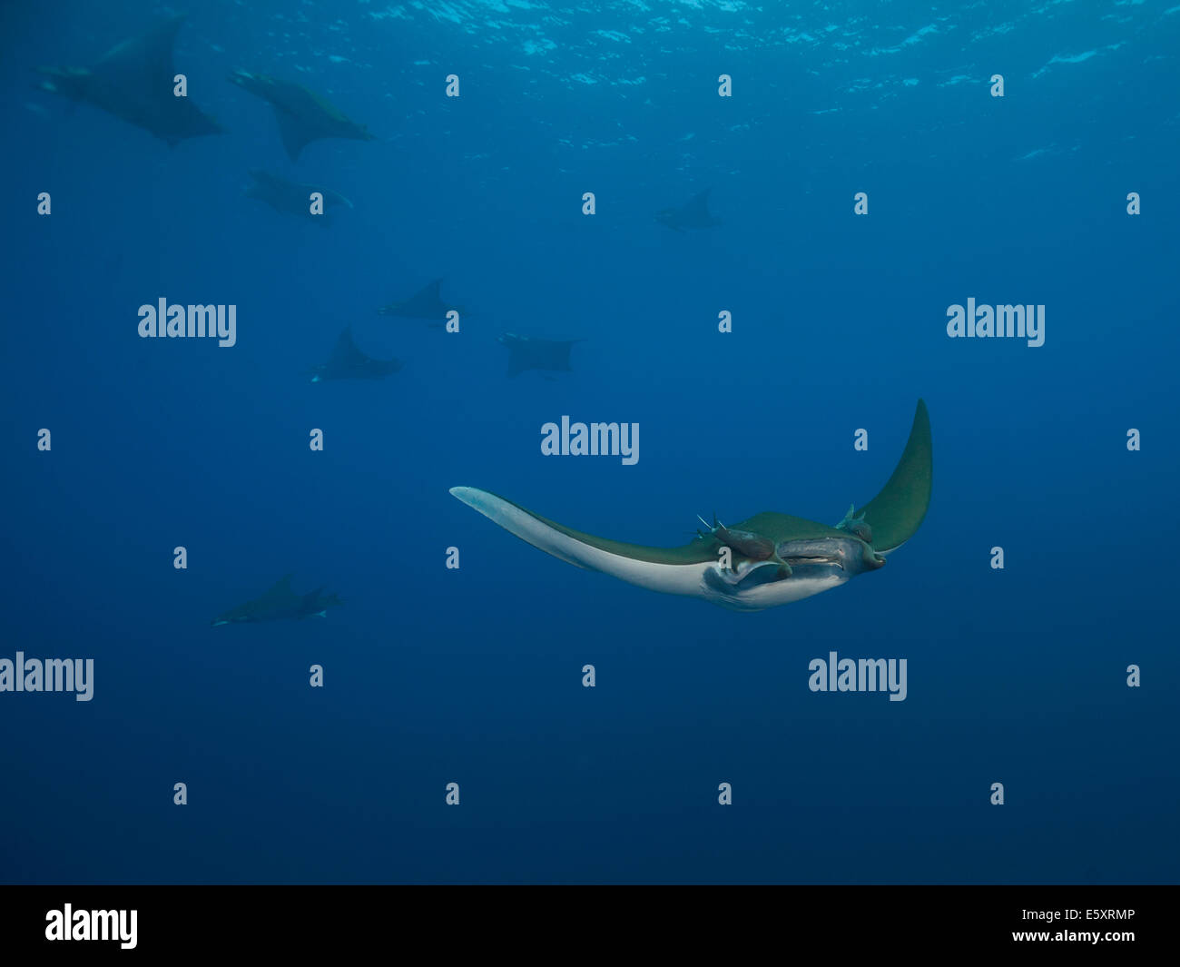 Santa maria the azores devil rays hi-res stock photography and images ...