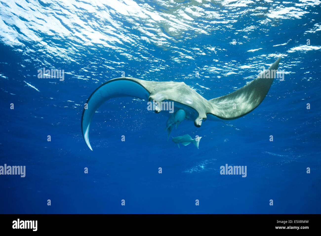 Devil ray hi-res stock photography and images - Alamy