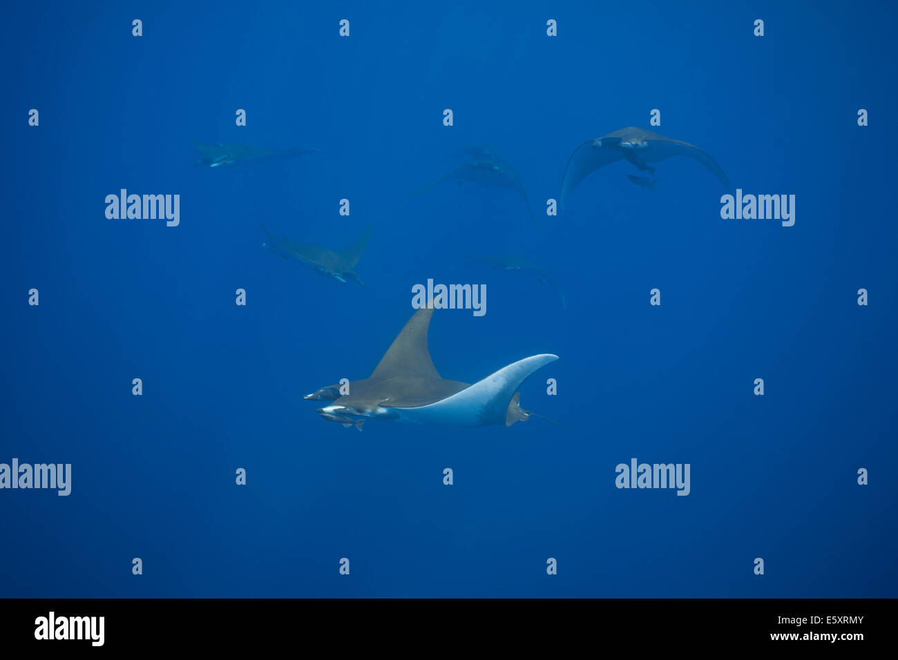 Mobula rays hi-res stock photography and images - Alamy