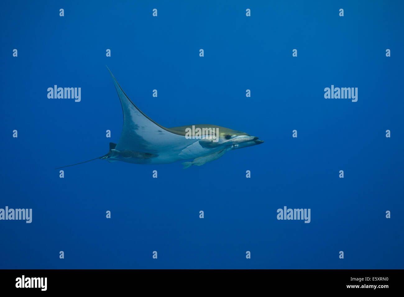 Sicklefin Devil Ray or Box Ray (Mobula tarapacana), near Santa Maria ...