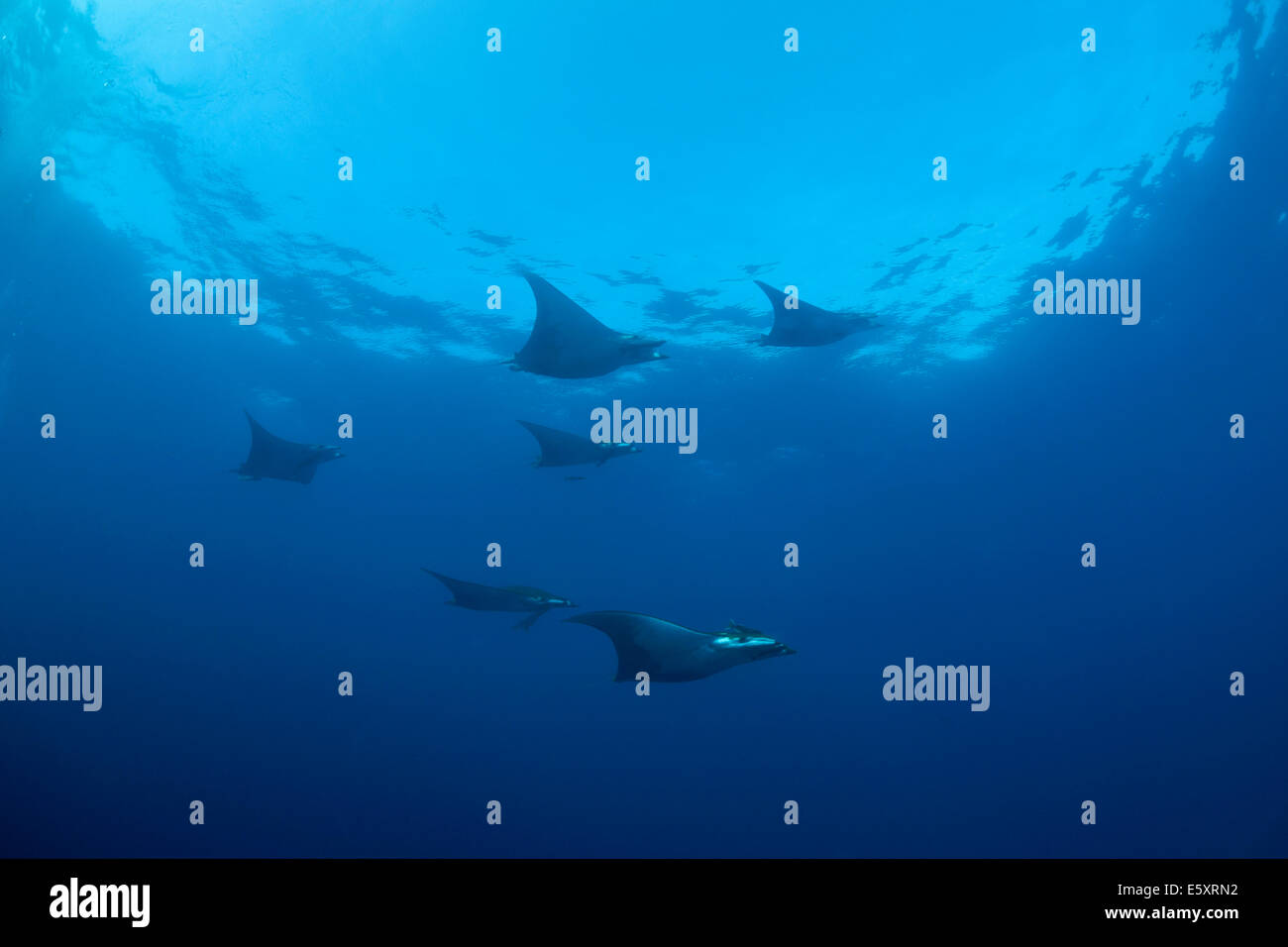 Mobula tarapacana hi-res stock photography and images - Alamy