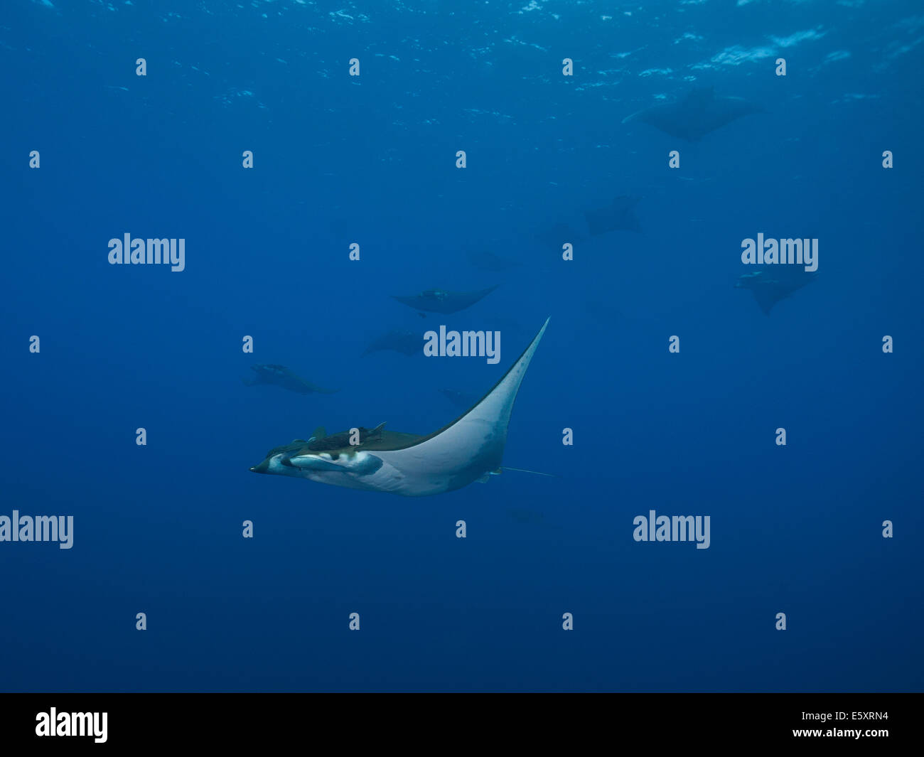 Mobula rays hi-res stock photography and images - Alamy