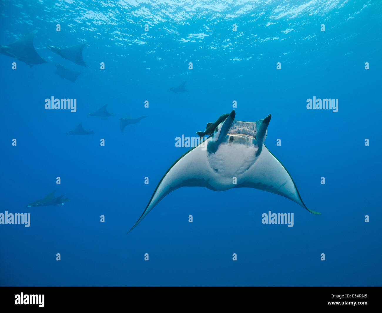 Mobula ray hi-res stock photography and images - Alamy