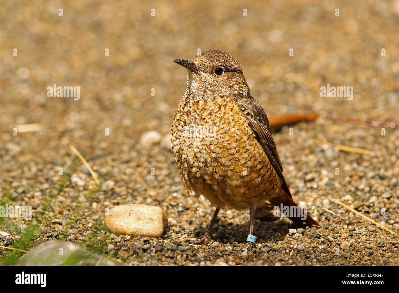 Common Rock Thrush (Monticola saxatilis), Alpine Zoo Innsbruck, Austria ...