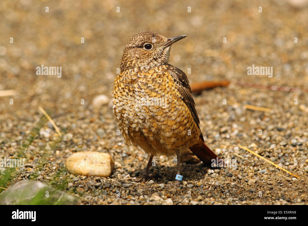 Common Rock Thrush (Monticola saxatilis), Alpine Zoo Innsbruck, Austria ...