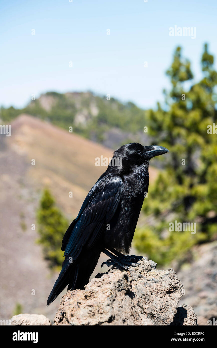 Raven islands hi-res stock photography and images - Alamy