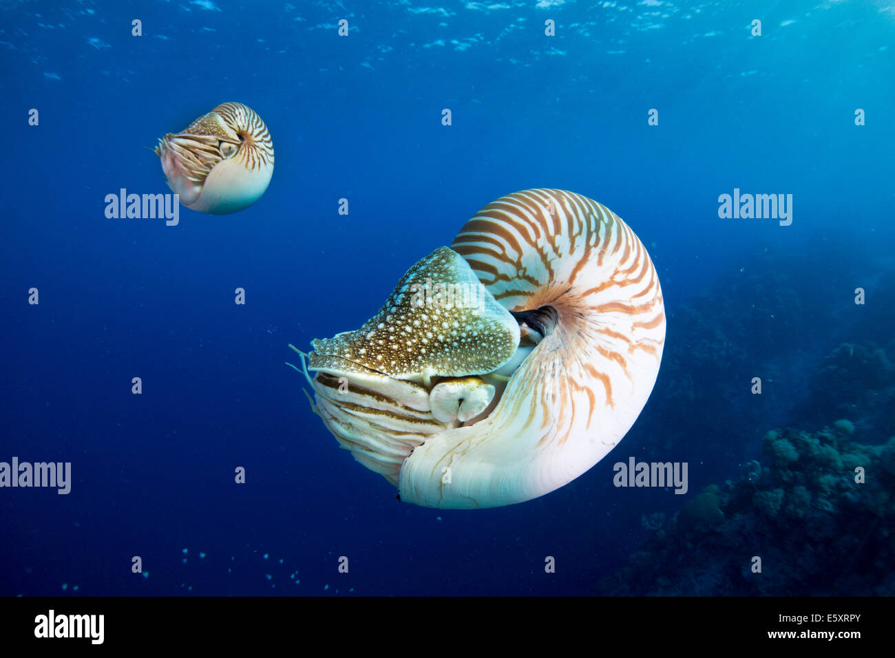 Palau Nautiluses (Nautilus belauensis), Palau Stock Photo - Alamy