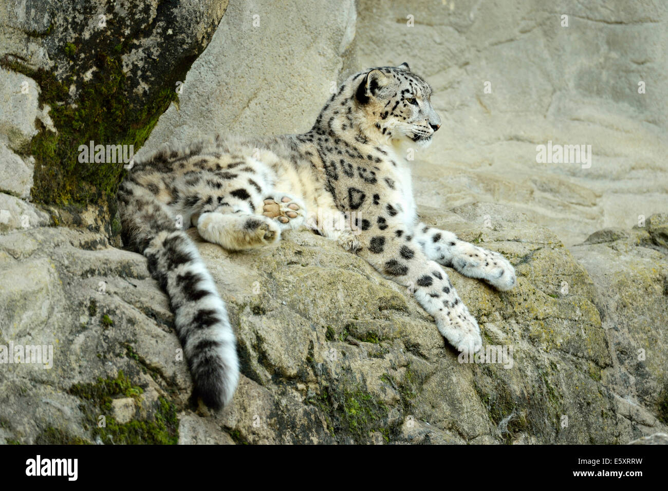 Female Snow Leopard High Resolution Stock Photography and Images - Alamy