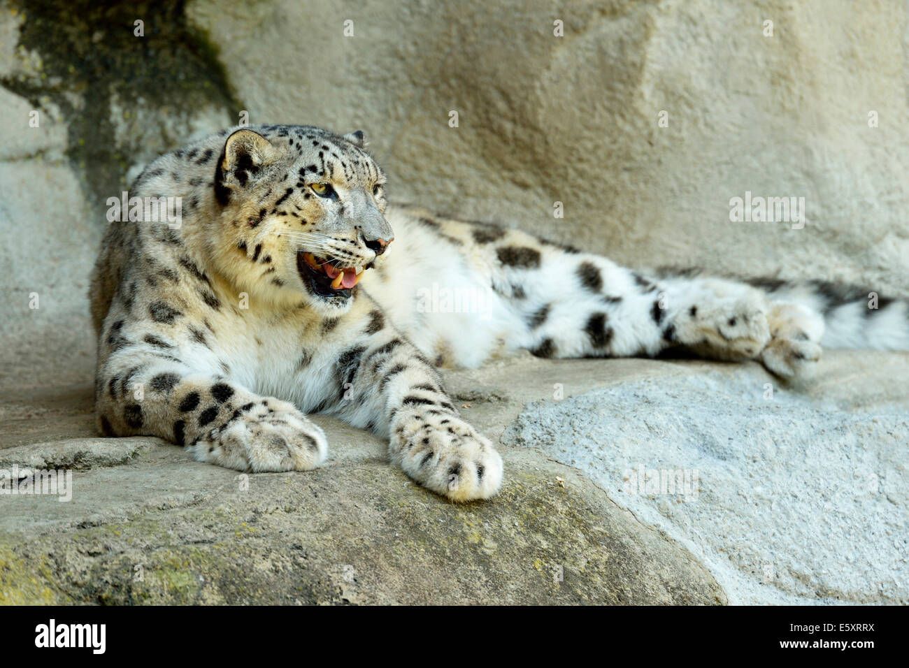 Female snow leopard hi-res stock photography and images - Alamy