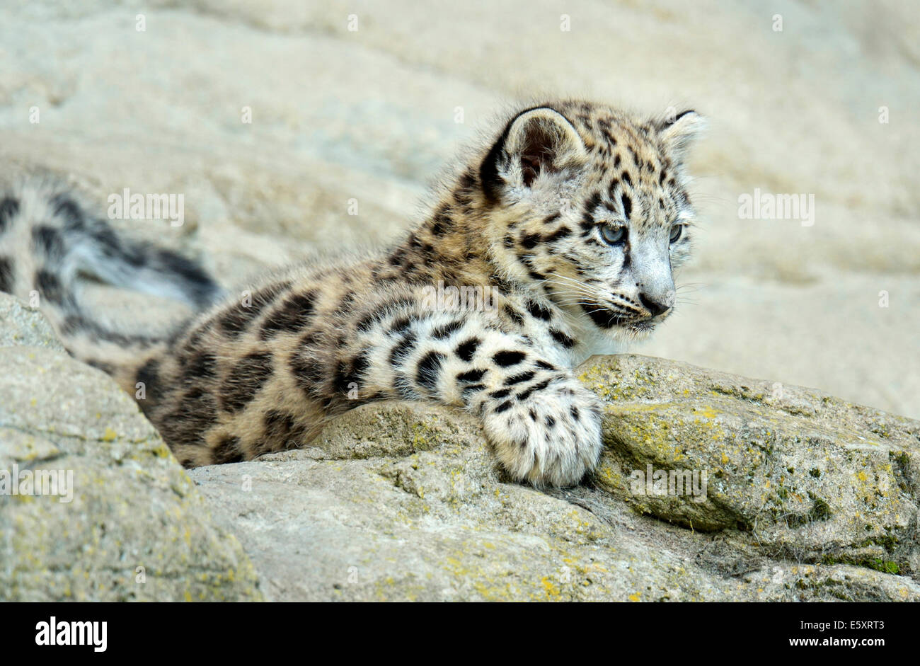 Young Snow Leopard (Panthera uncia), captive Stock Photo - Alamy