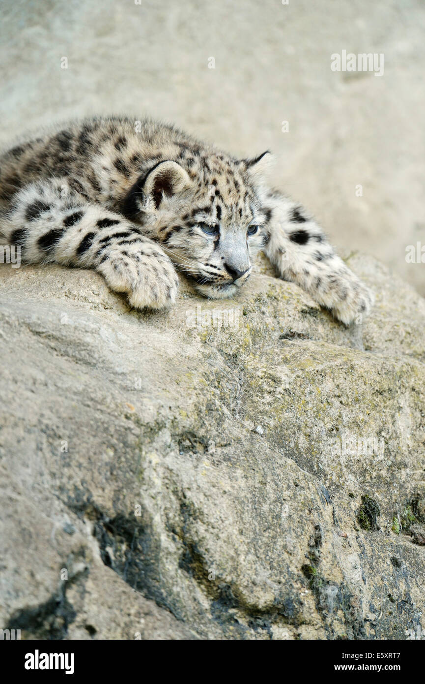 Young Snow Leopard (Panthera uncia), captive Stock Photo - Alamy