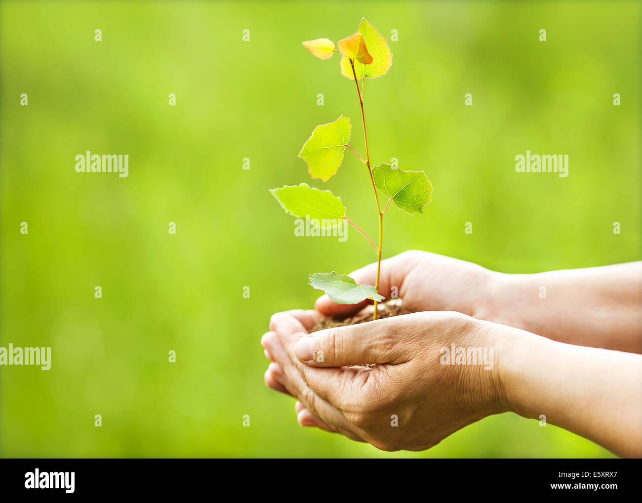 Aspen sapling in hands. The leaves of rays of sunlight Stock Photo - Alamy