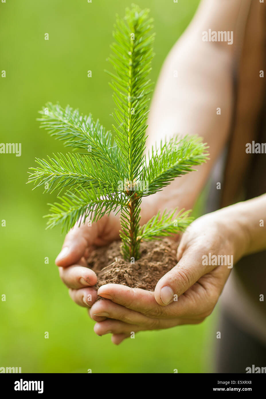 Spruce sapling in hands. The leaves of rays of sunlight Stock Photo - Alamy