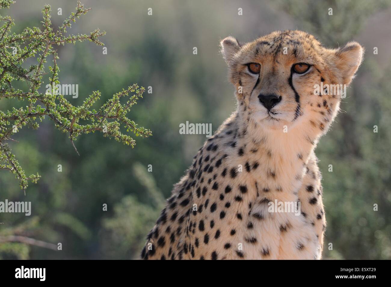 Cheetah head shot hi-res stock photography and images - Alamy