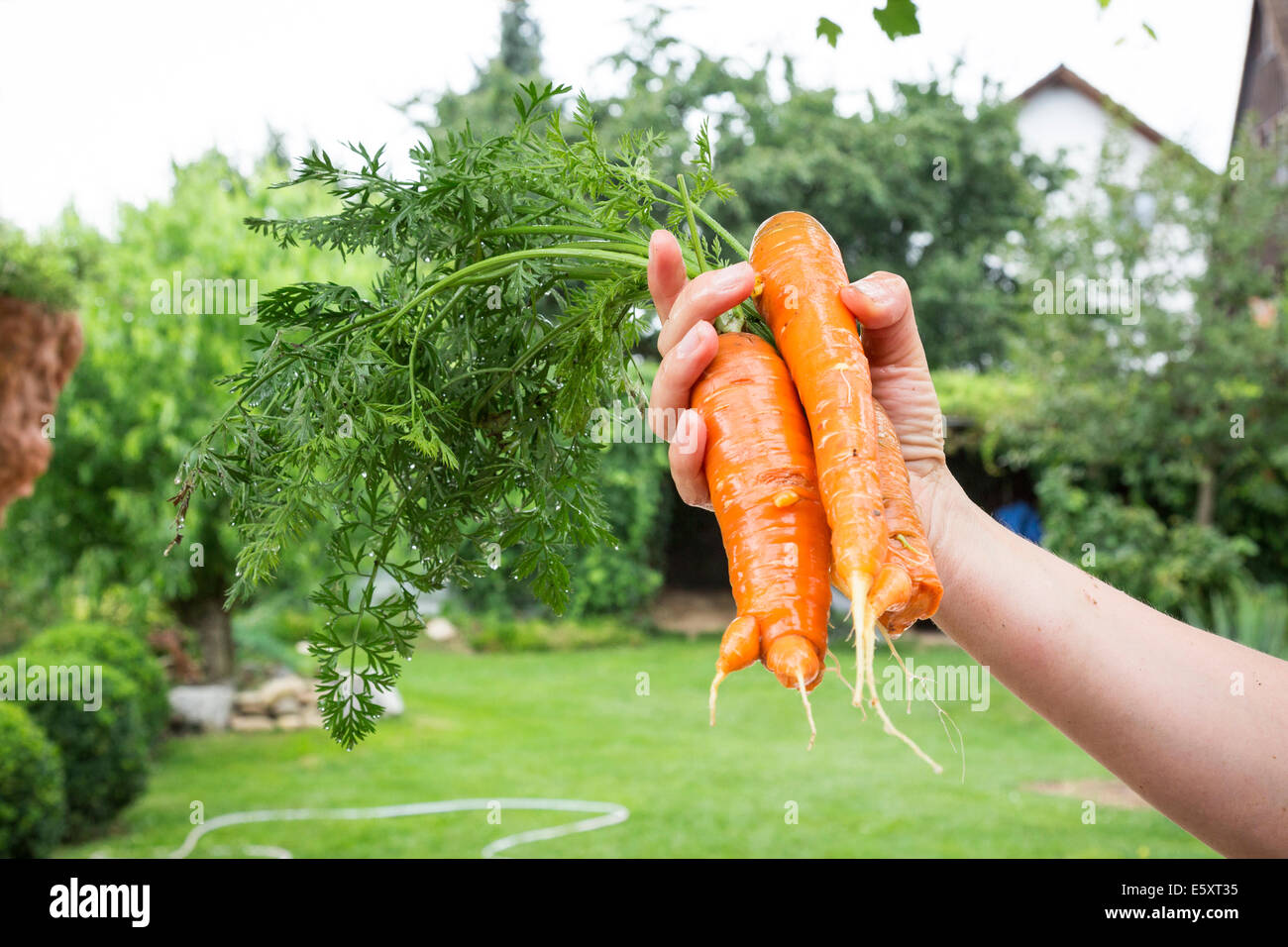 Holding up three ripe garden carrots Stock Photo - Alamy