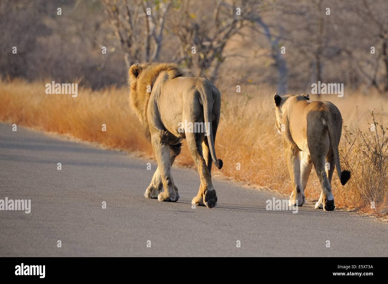 Lion lioness walking together hi-res stock photography and images - Alamy