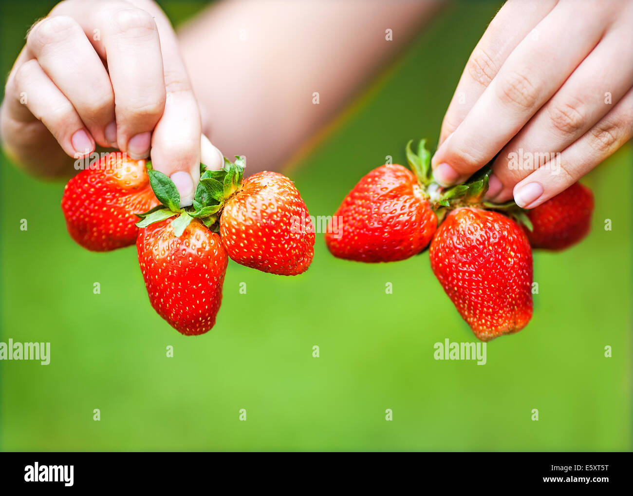 Strawberry in hands Stock Photo - Alamy