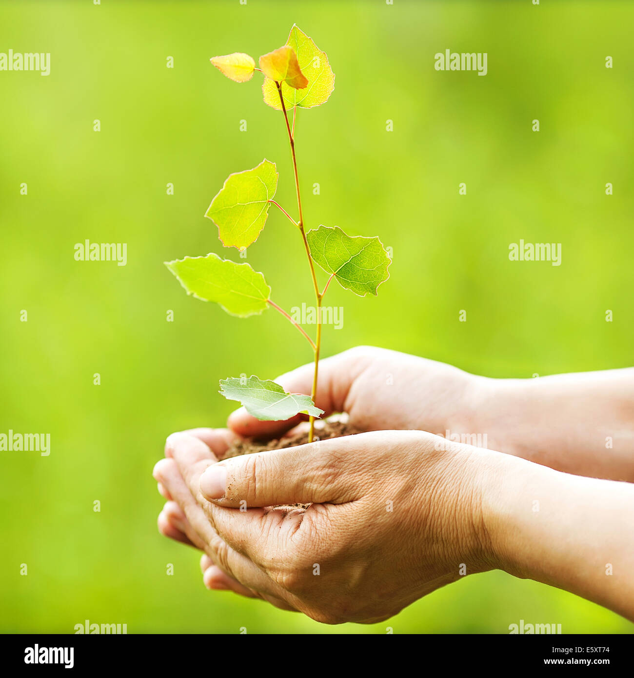 Aspen sapling in hands. The leaves of rays of sunlight Stock Photo - Alamy