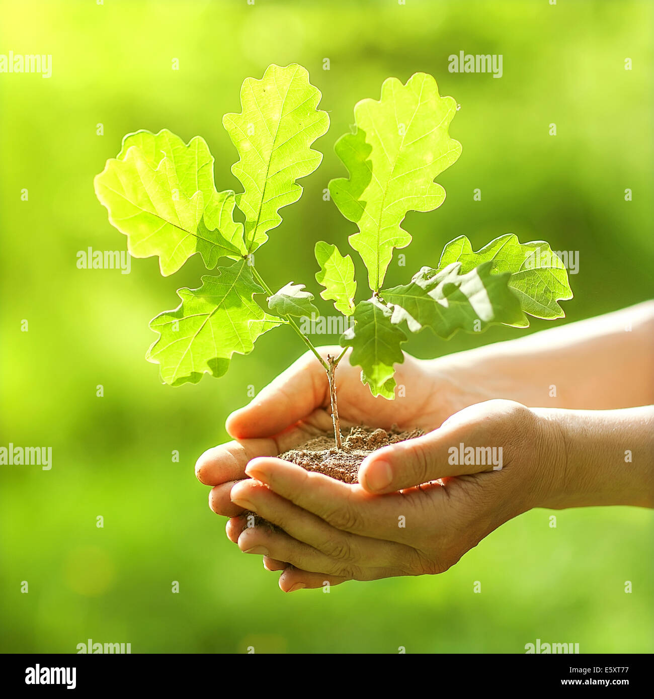 Oak sapling in hands. The leaves of rays of sunlight Stock Photo - Alamy