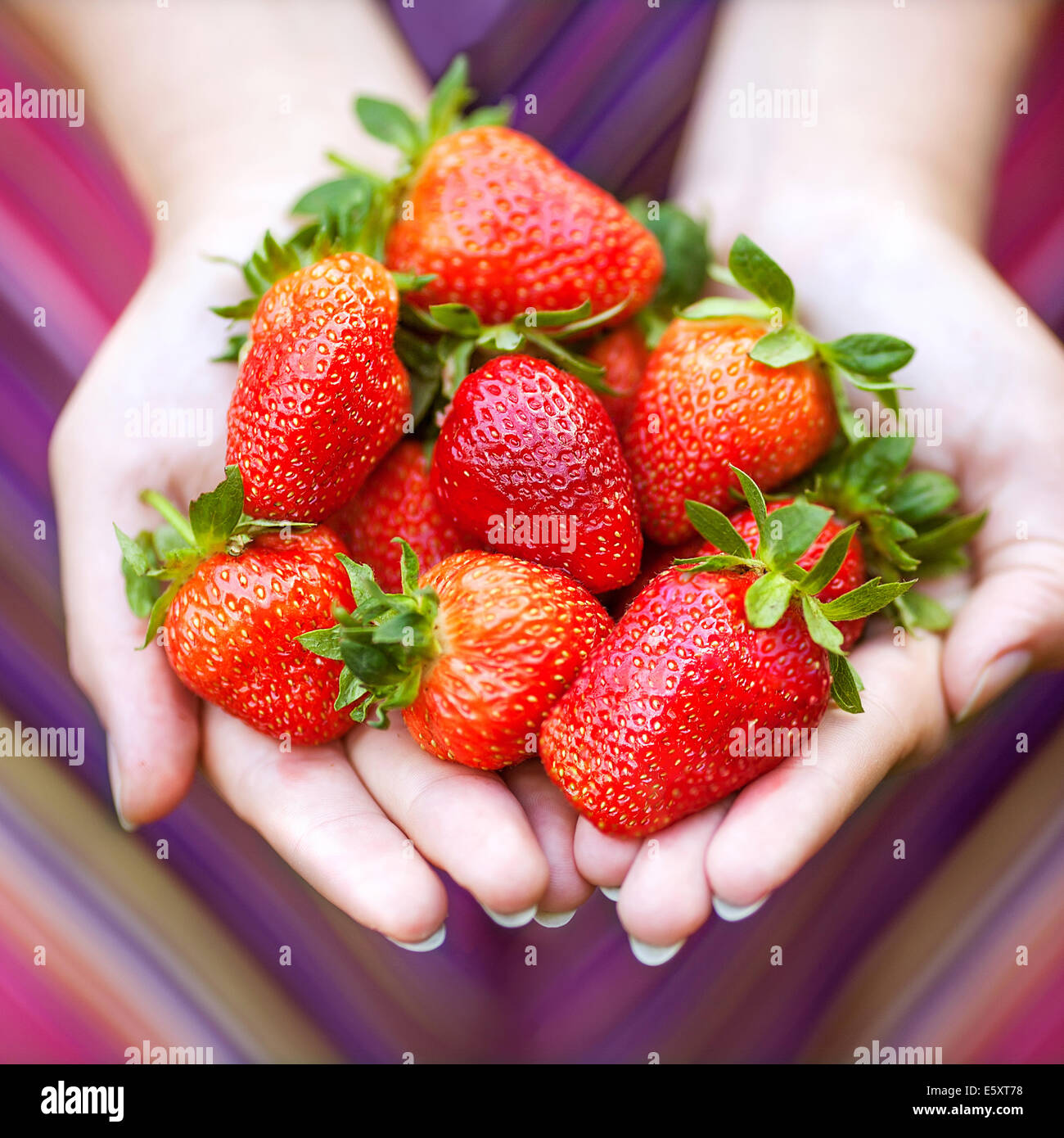 Woman picking wild strawberry in hi-res stock photography and images ...