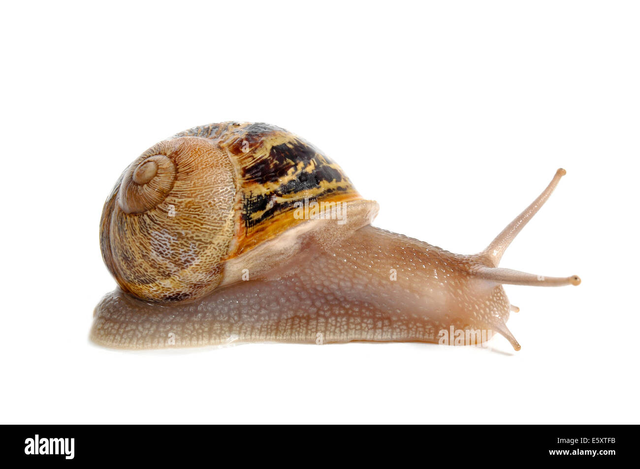a land snail on a white background Stock Photo - Alamy
