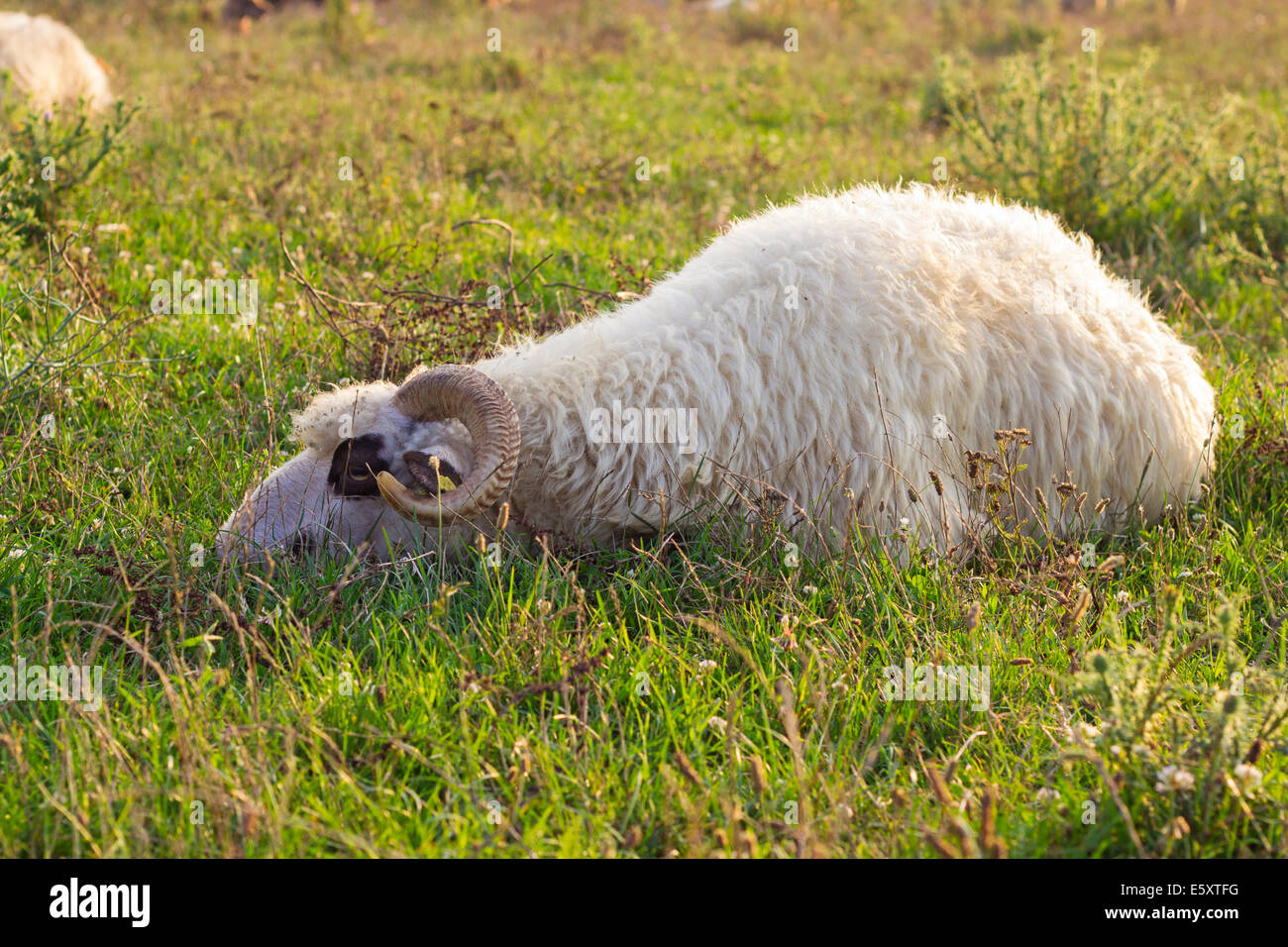 Sheep lamb lying on grass hi-res stock photography and images - Alamy