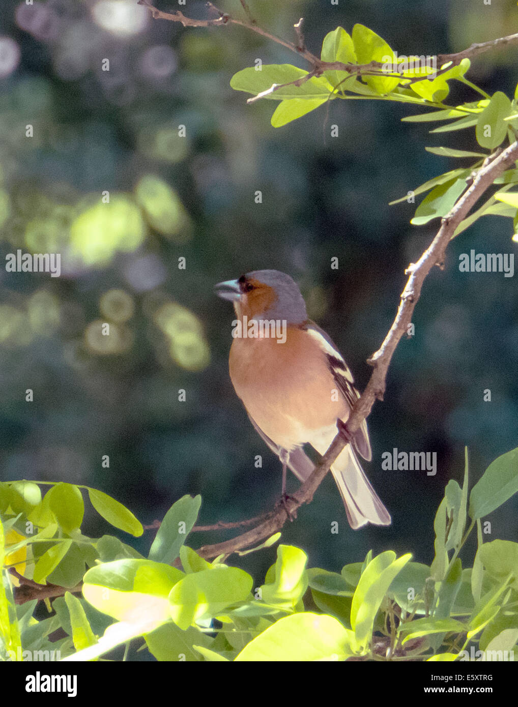 Chant of birds hi-res stock photography and images - Alamy