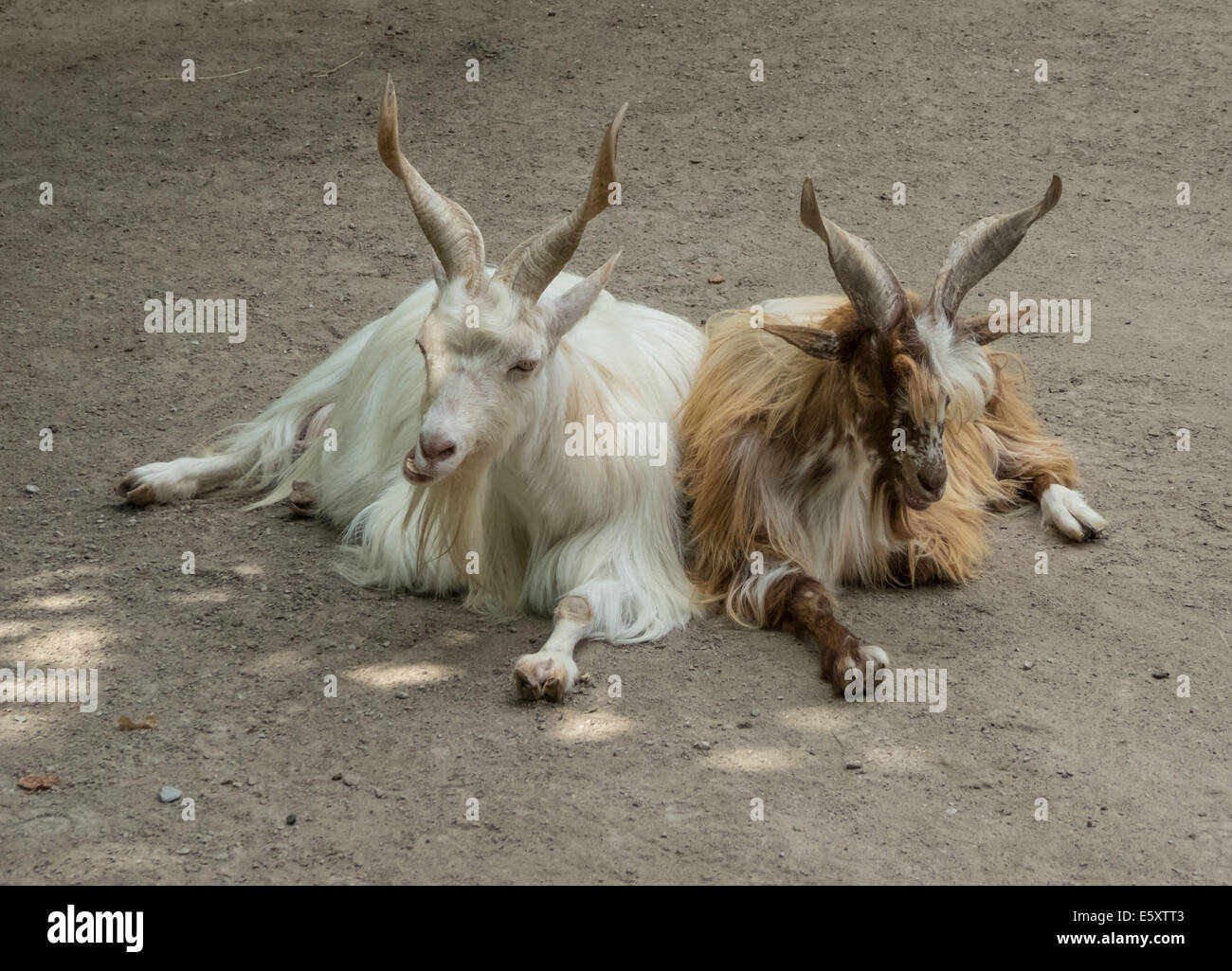 Girgentana Goats, Capra Aegagrus F. Hircus Stock Photo - Alamy