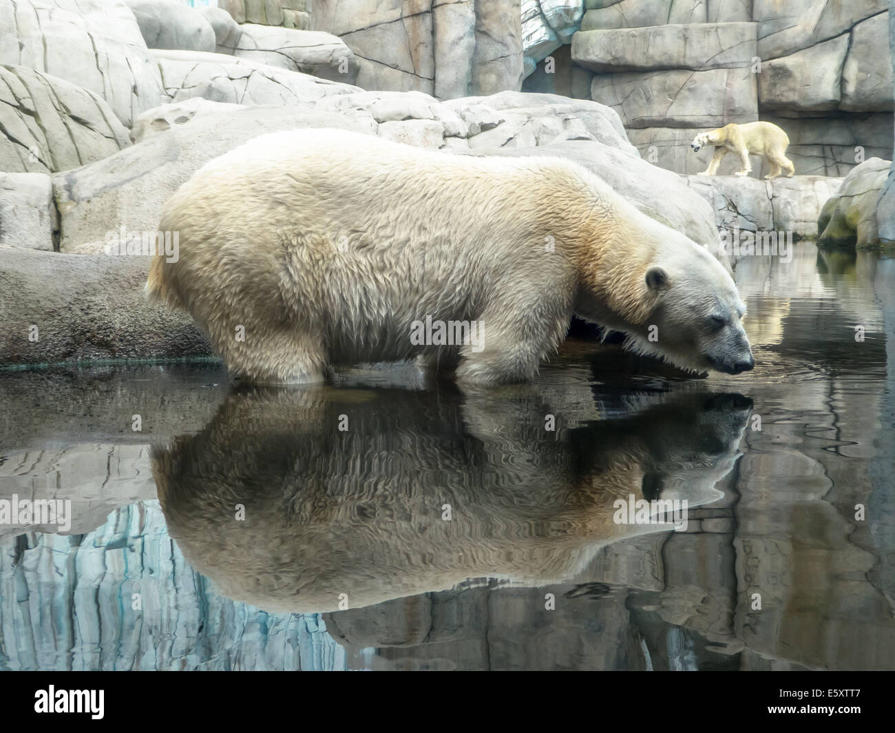 Polar Bear Reflection, Ursus Maritimus Stock Photo - Alamy
