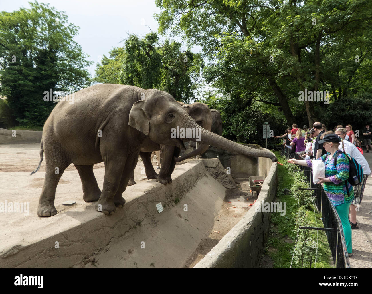 Elephants In Zoo Stock Photo - Alamy