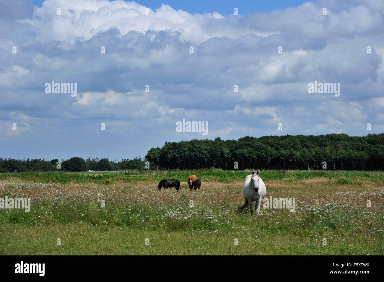 Nature in Friesland in the region of Drenthe is diverse and varied ...