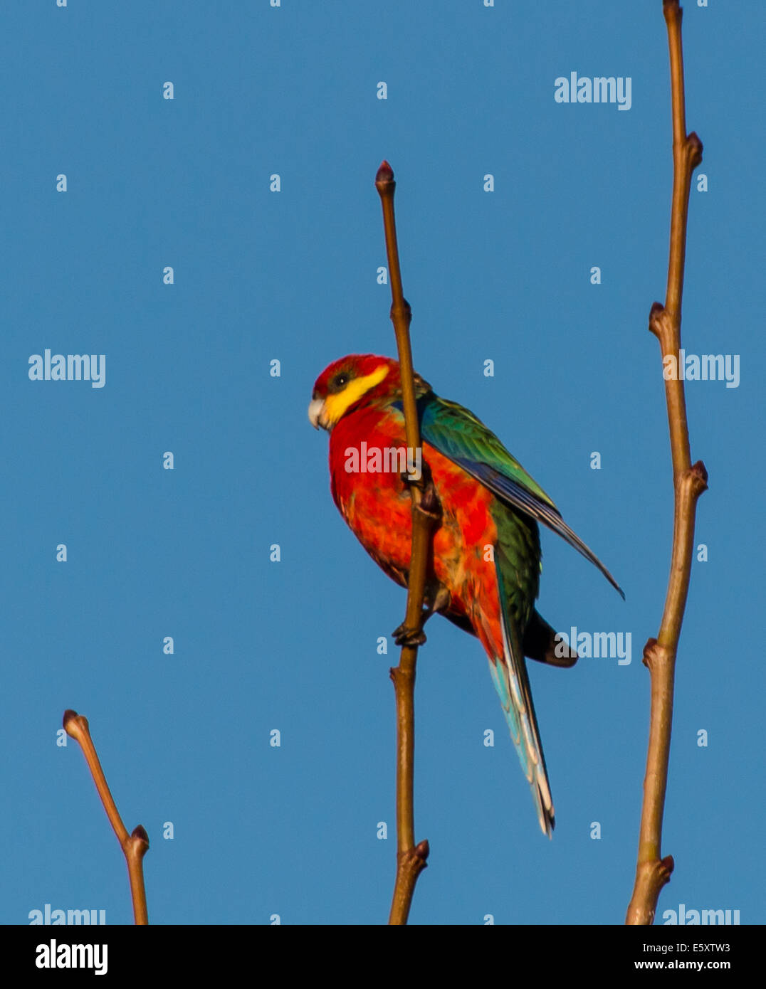 Western Rosella, Platycercus icterotis Stock Photo - Alamy