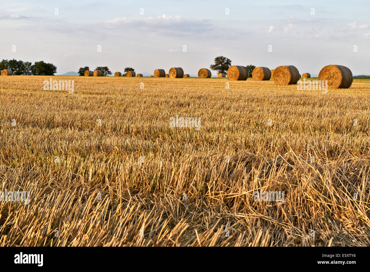 Straw wheels on a grain has-field Stock Photo - Alamy