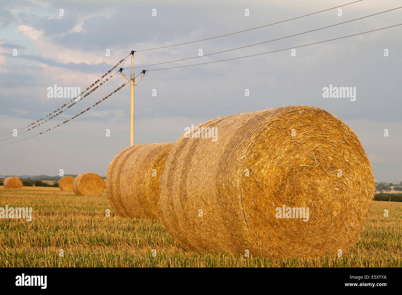 Straw wheels on a grain has-field Stock Photo - Alamy