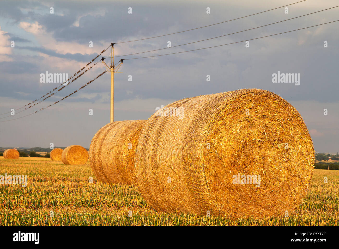 Straw wheels on a grain has-field Stock Photo - Alamy