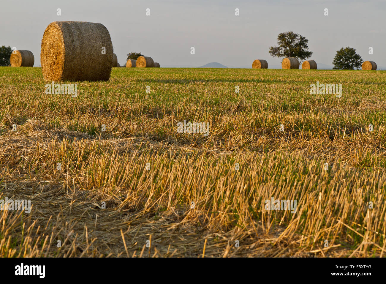 Straw wheels on a grain has-field Stock Photo - Alamy