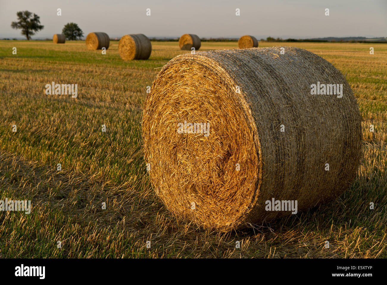 Straw wheels on a grain has-field Stock Photo - Alamy