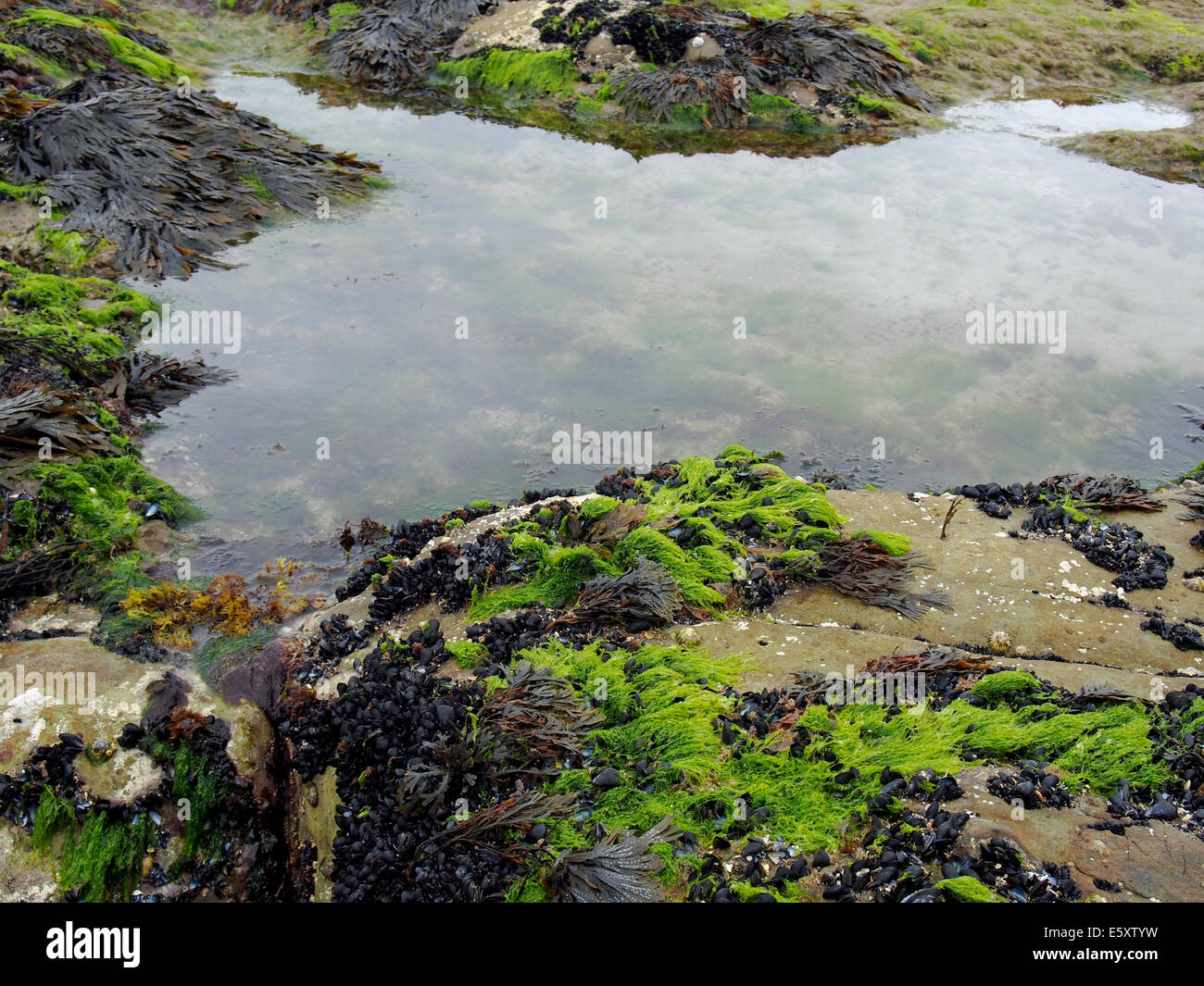 Intertidal zone hi-res stock photography and images - Alamy