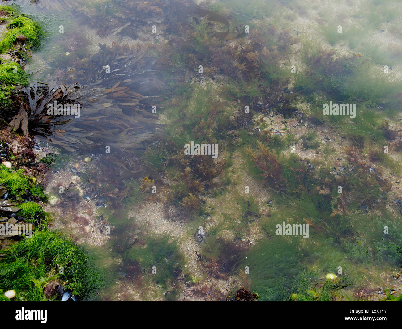 Intertidal life hi-res stock photography and images - Alamy