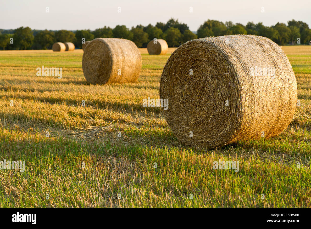 Straw wheels on a grain has-field Stock Photo - Alamy