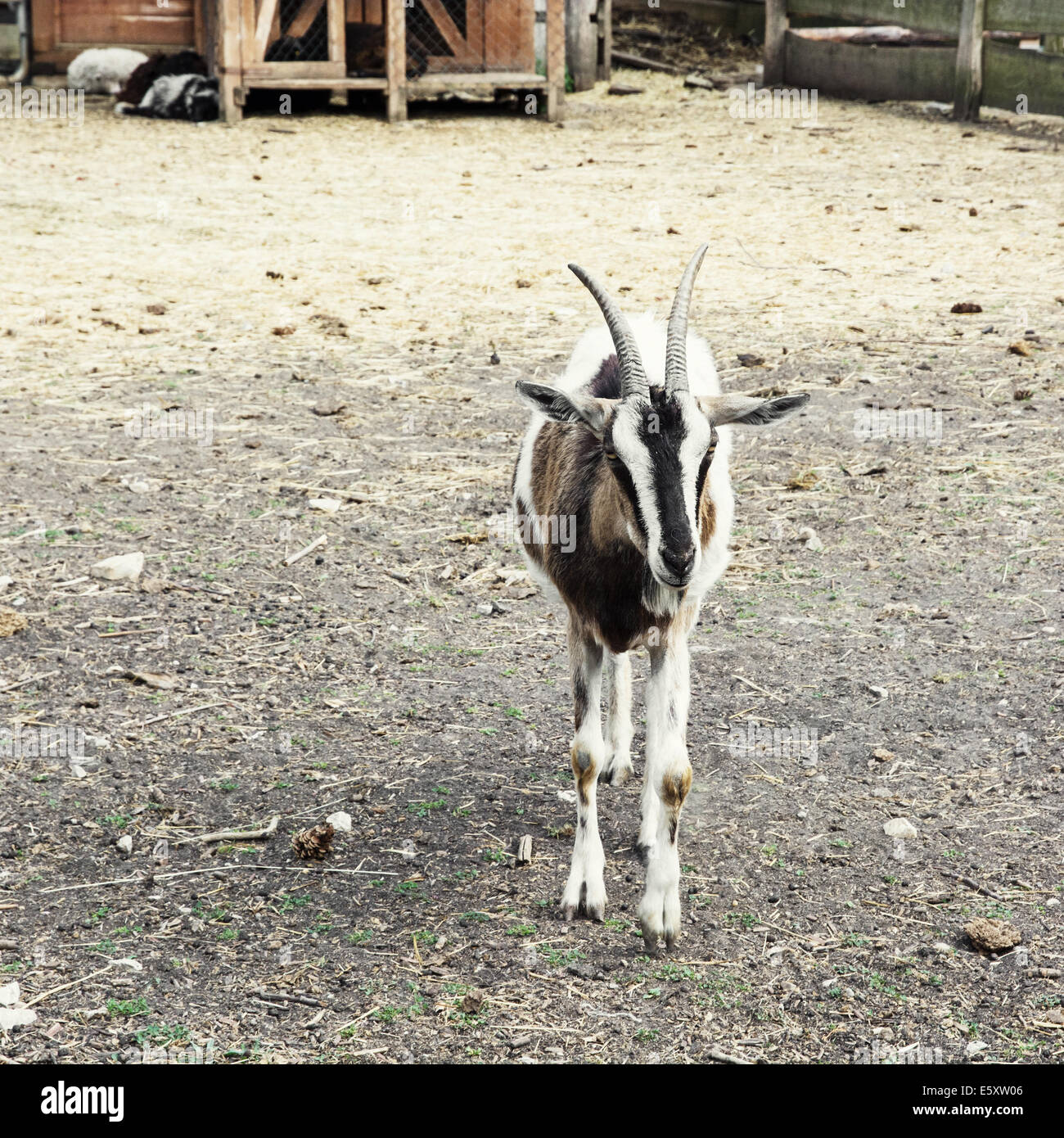 Posing goat in the rural farm Stock Photo - Alamy