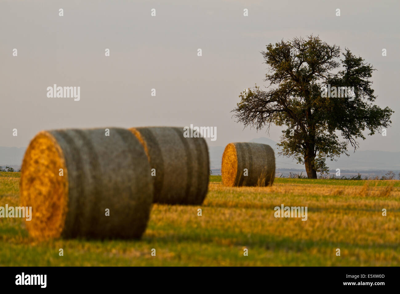 Straw wheels on grain hi-res stock photography and images - Alamy
