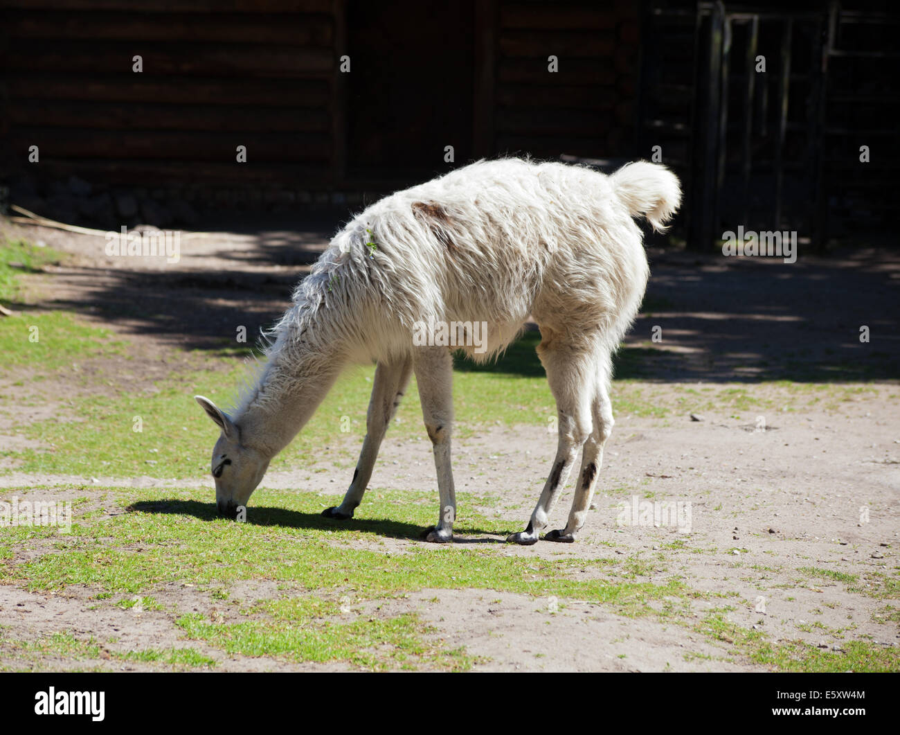 Guanaco eating on sunny hi-res stock photography and images - Alamy