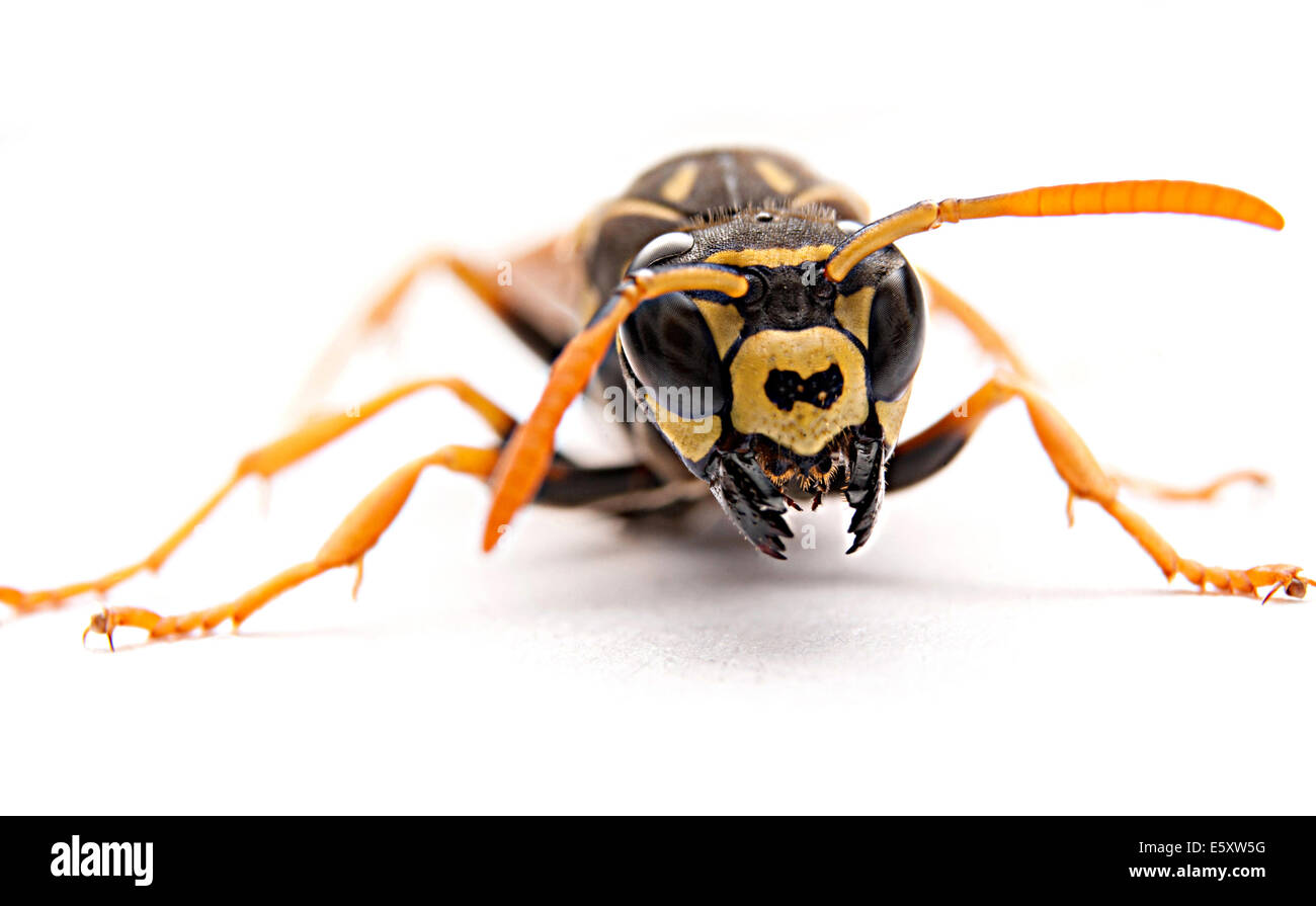Wasp attack with open mandibles or mouth on white background ...