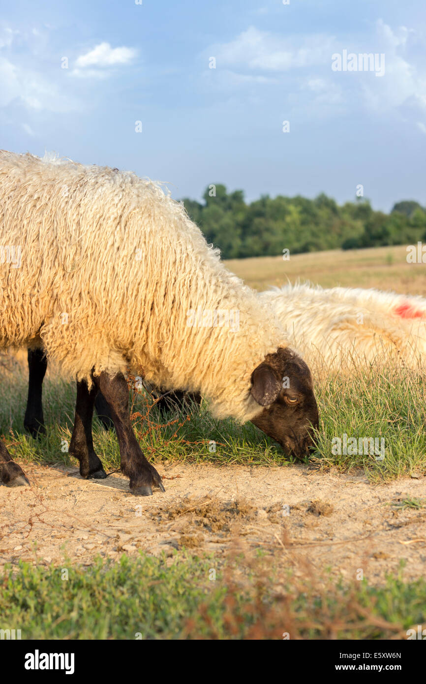 Single sheep grazing. Rural hihghlands region Stock Photo - Alamy