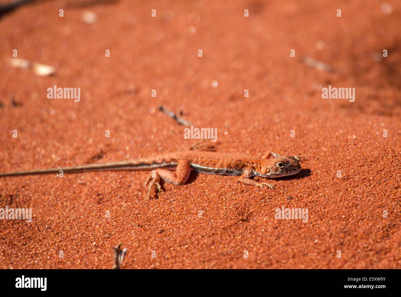 Lizard In Red Desert Sand Stock Photo - Alamy