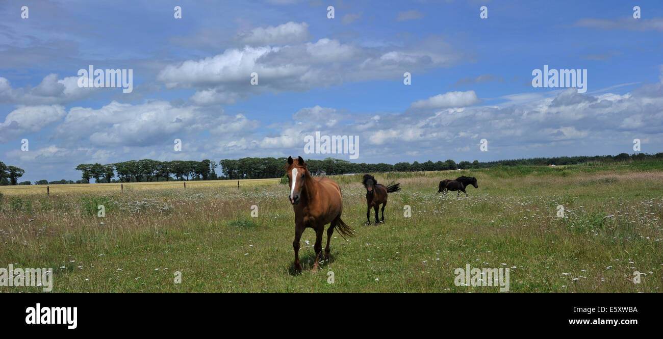 Nature in Friesland in the region of Drenthe is diverse and varied ...