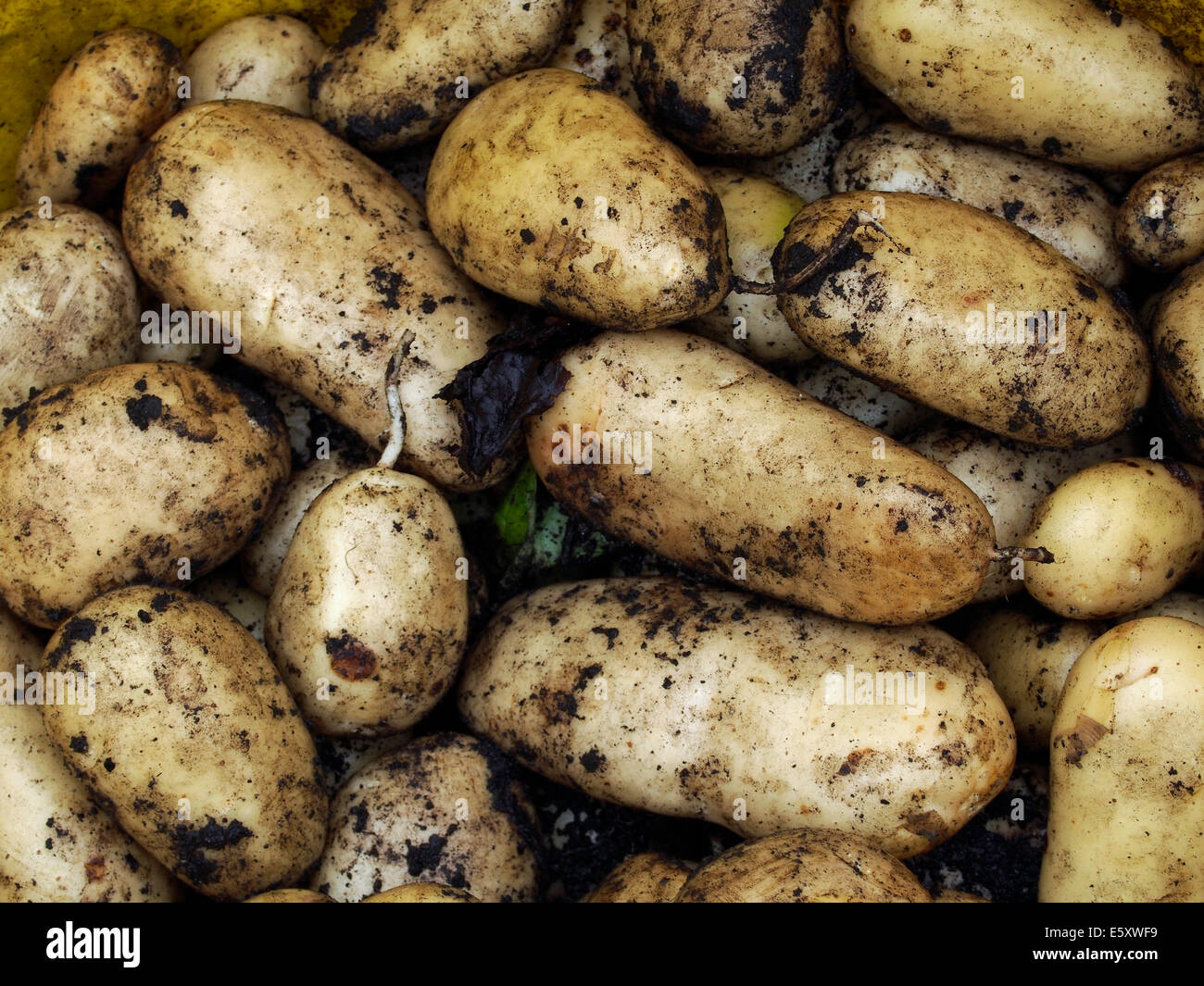 Freshly dug and as yet unwashed second early new potatoes still with ...
